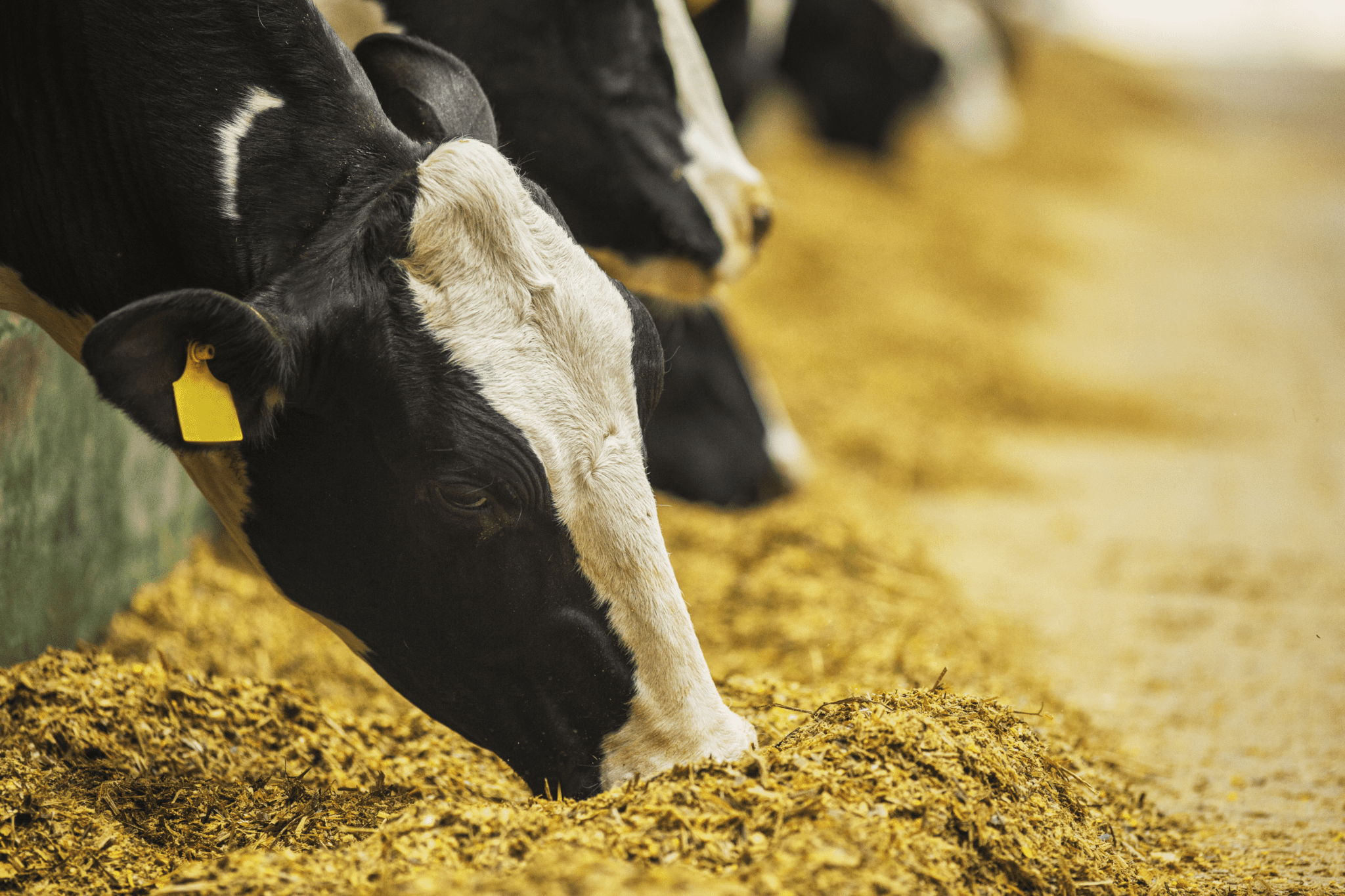 Products - Milk Pay